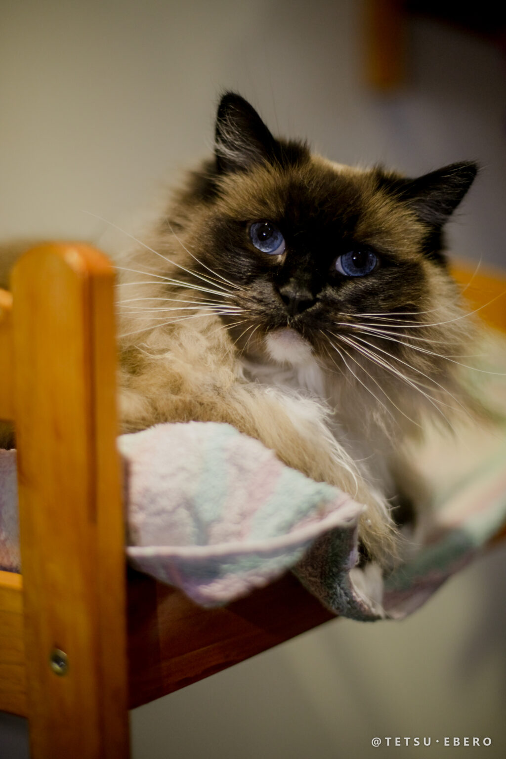 Wie is eigenlijk Jippies Kattencafe in Haarlem | Noord-Holland ...
